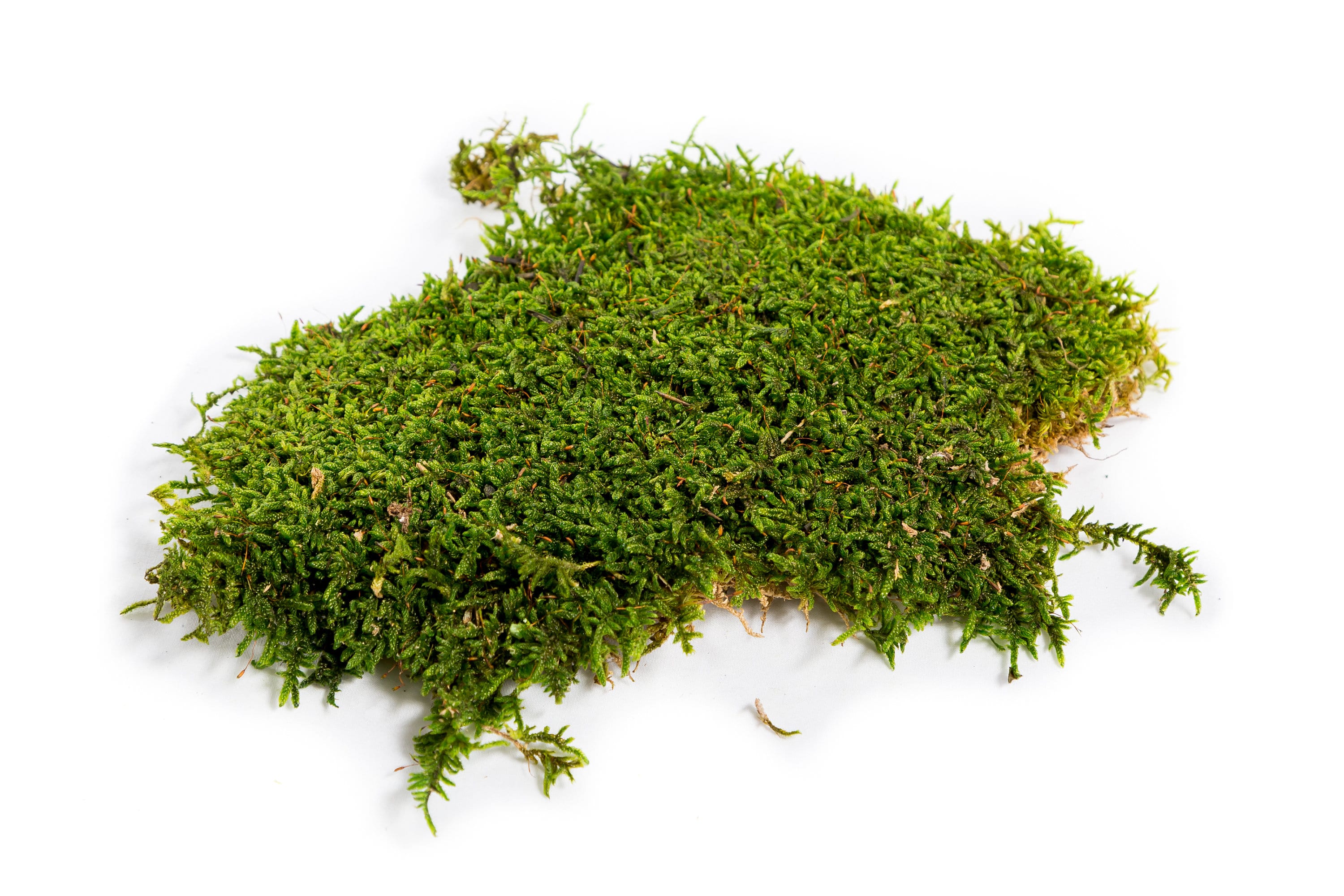 Flat Moss Small Box Preserved Flat Moss | Etsy UK