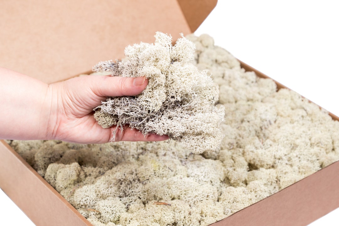 Preserved Reindeer Moss Cream Small Box New - Etsy UK