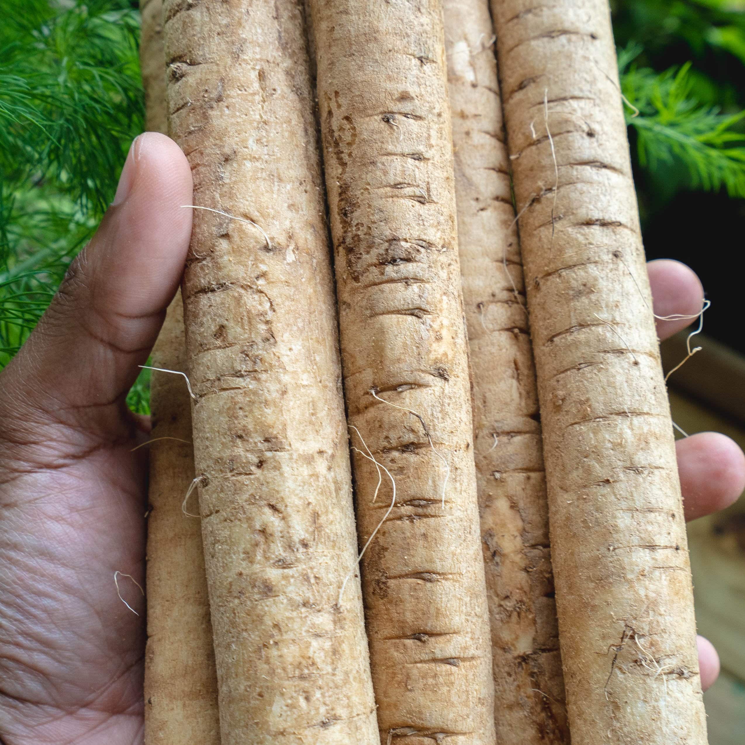 Burdock Root