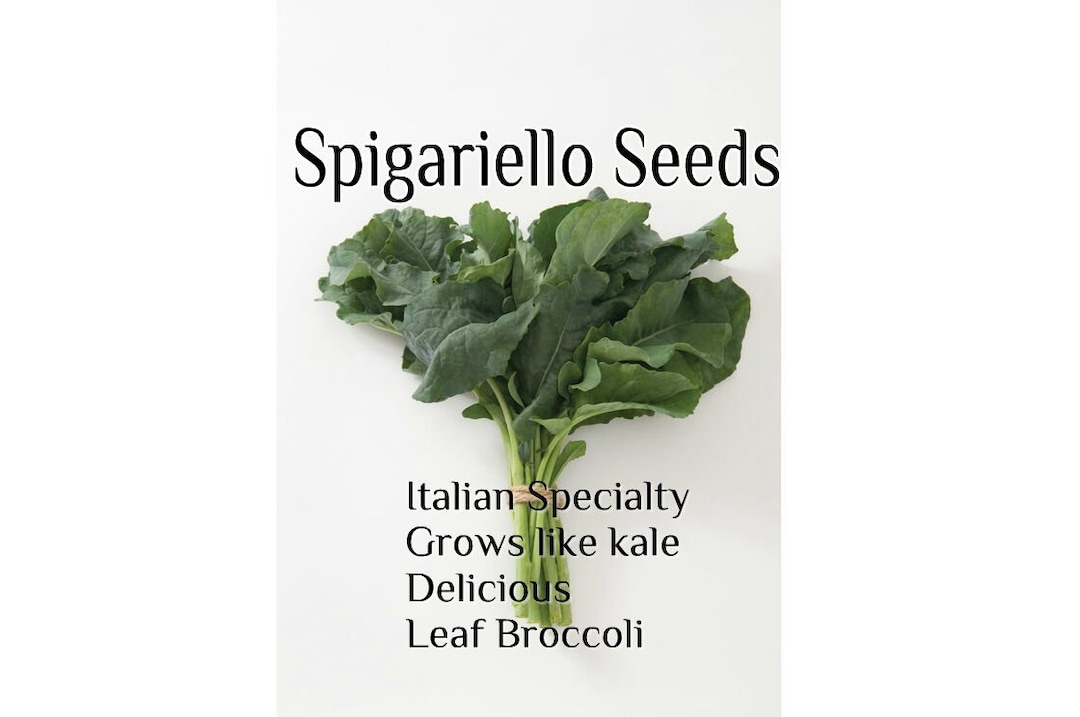 Spigariello Seeds, Spigarello, Italian Leaf Broccoli, Gourmet Greens ...