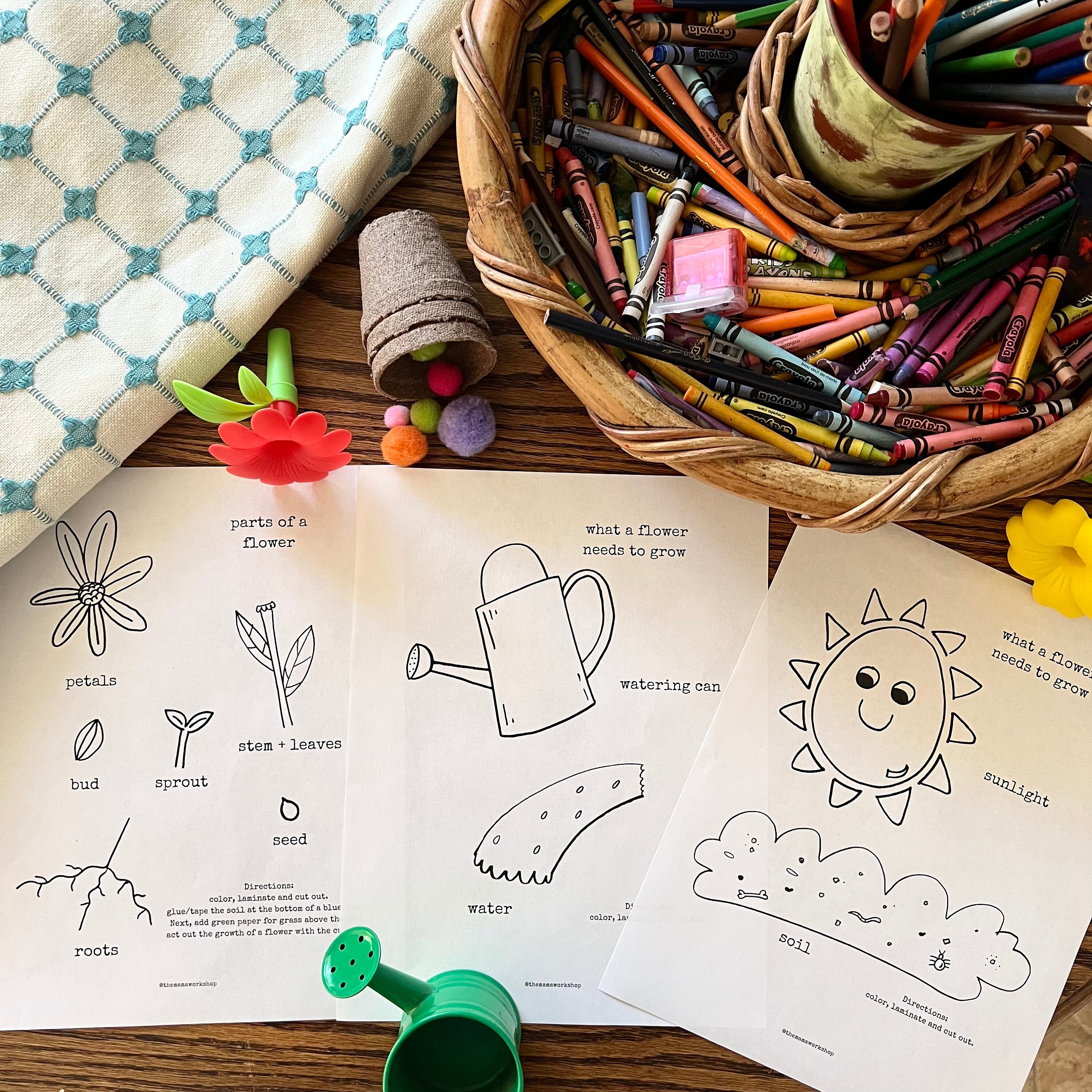 Flower Anatomy Printable | Parts of a Flower | Flower Study ...