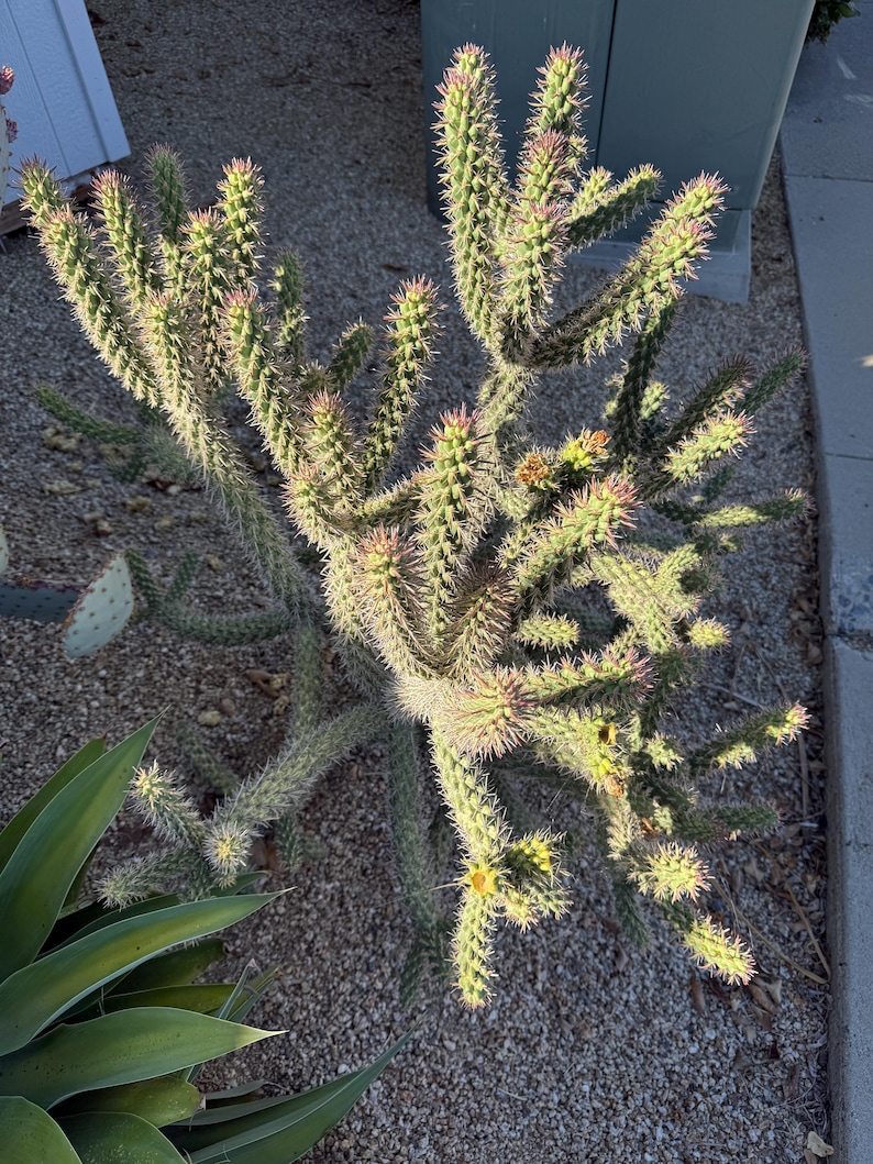 Cholla Cactus Cuttings – 2 or 3 Pack With Free Shipping - Shipping ...