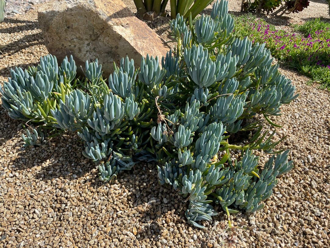 7 Large Senecio Mandraliscae Blue Chalk Sticks Plant Cuttings - Free ...
