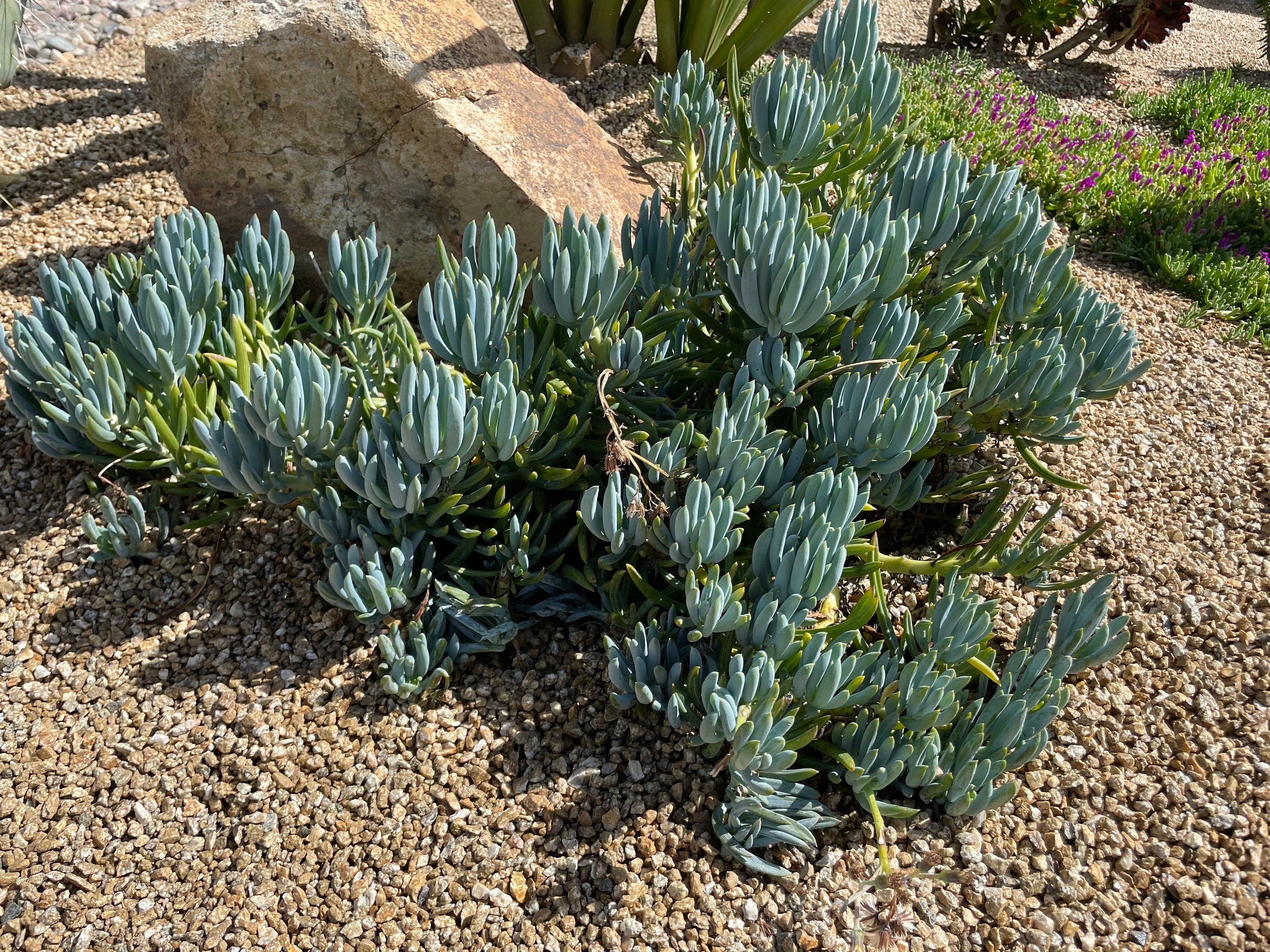 Senecio Mandraliscae