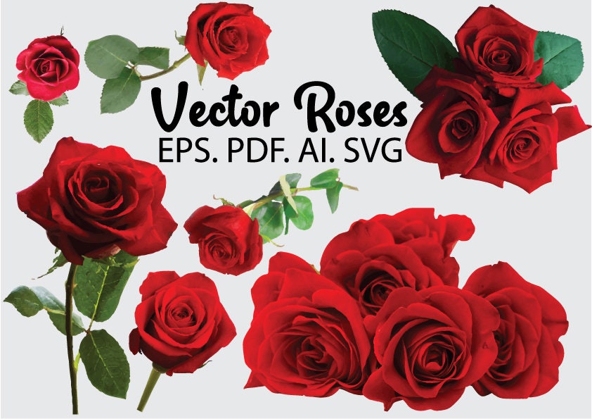 Vectorized Roses in .eps .pdf .ai and .svg File Formats - Etsy