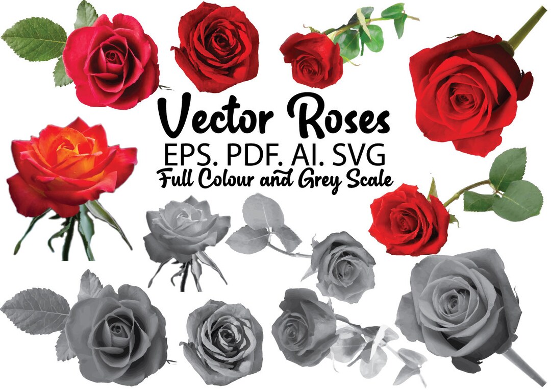 Vectorized Roses in .eps .pdf .ai and .svg File Formats - Etsy