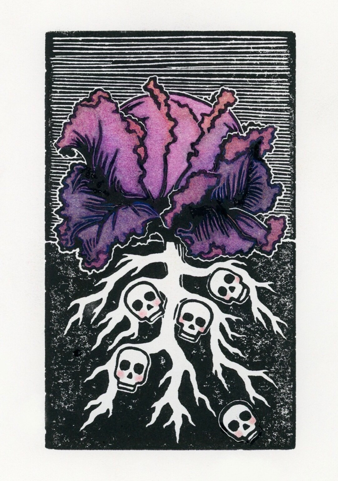 5 X 7 Print of life Cycle of a Purple Cabbage by Jessica Lied. Giclee ...