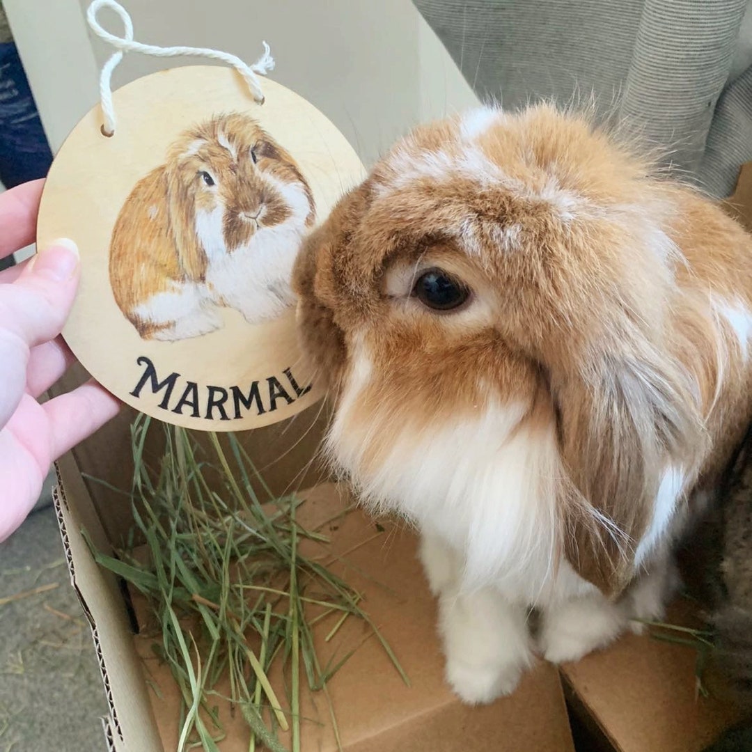Rabbit Room Sign Wooden Name Hutch Cage Sign. Gifts for - Etsy