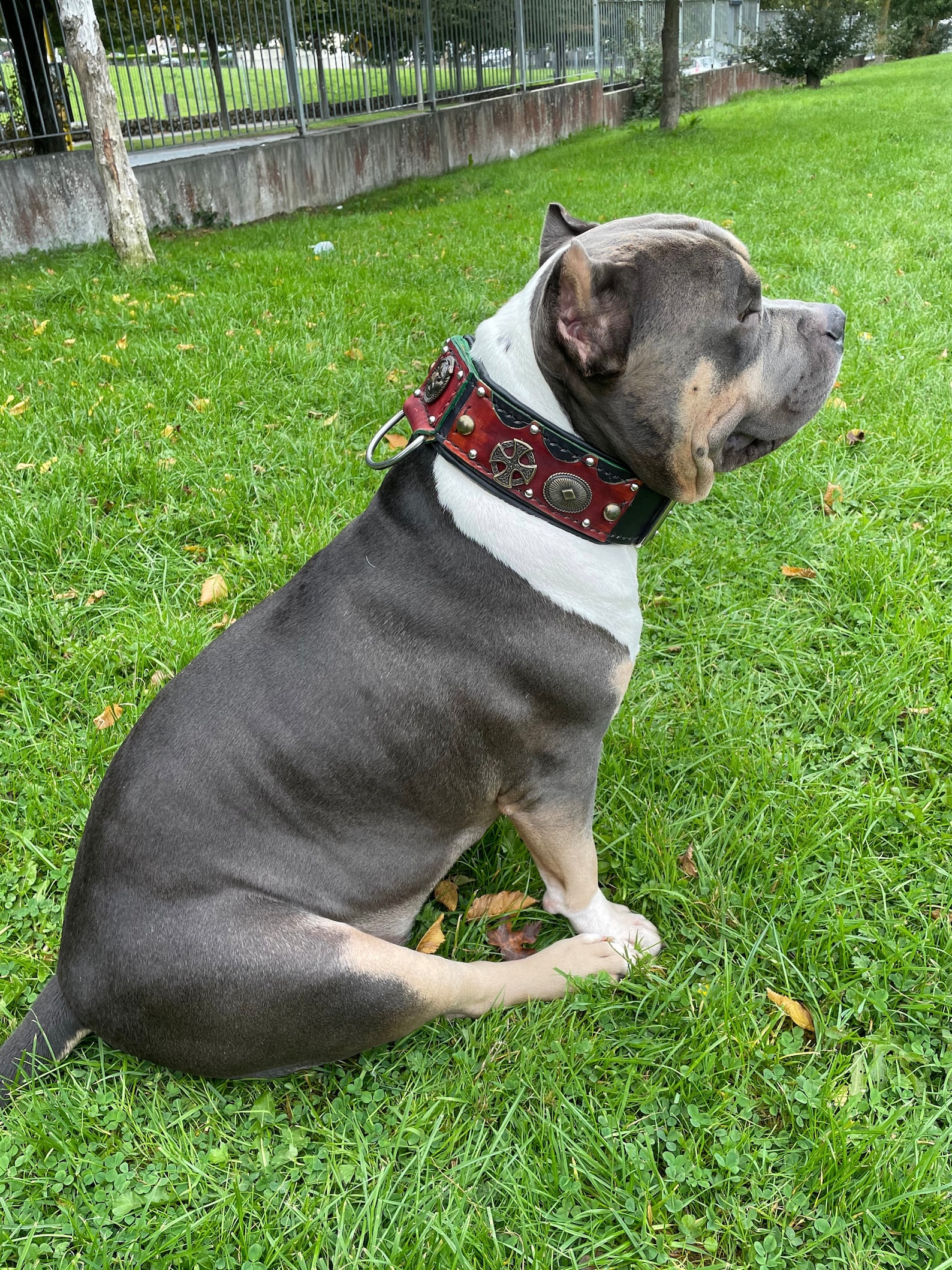 American Bully Leather Collar Bully Collar Bully Dog - Etsy