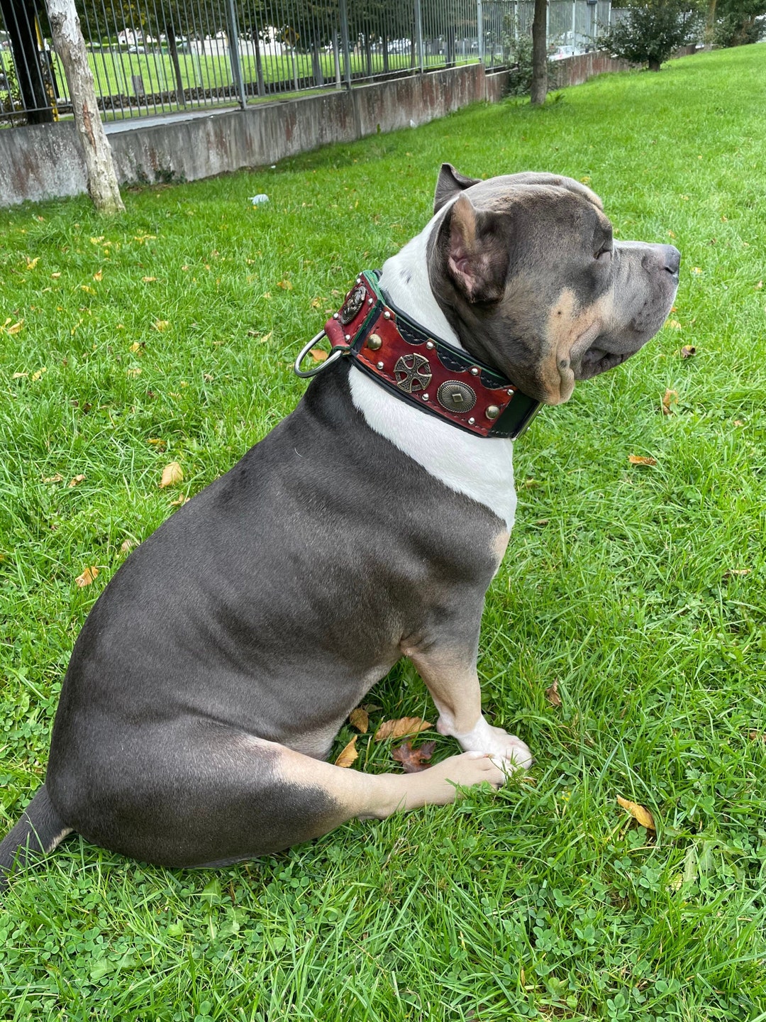 Bully XL Collar, American Bully Leather Dog Collar, Luxury Dog Collar ...