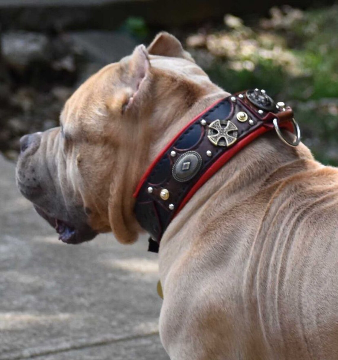 American Bully Leather Dog Collar Handmade Bully Collar - Etsy