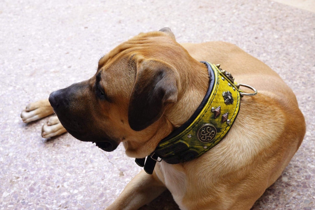 Yellow Dog Collar for Mastiffs With Celtic Conchos, Personalised Cane ...