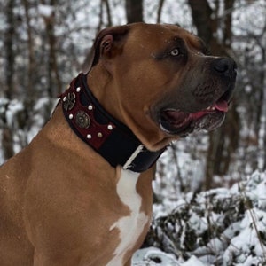 American Bully Leather Collar, Bully Collar, Bully Dog Collar, American ...