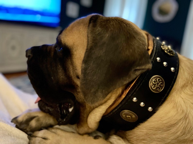 English Mastiff Collar Big Dog Collar Cane Corso Collar - Etsy