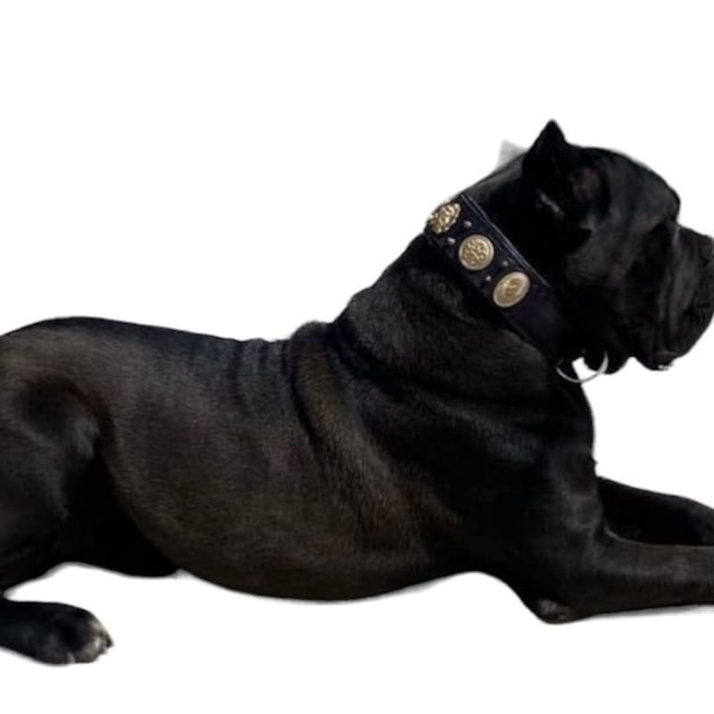 Cane Corso Dog Collar - Etsy