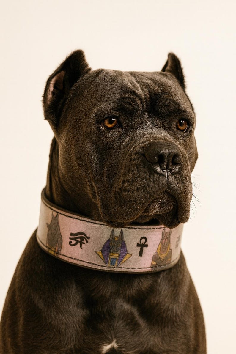 Cane Corso Anubis Leather Dog Collar Color Shifting, Eye of Horous - Etsy