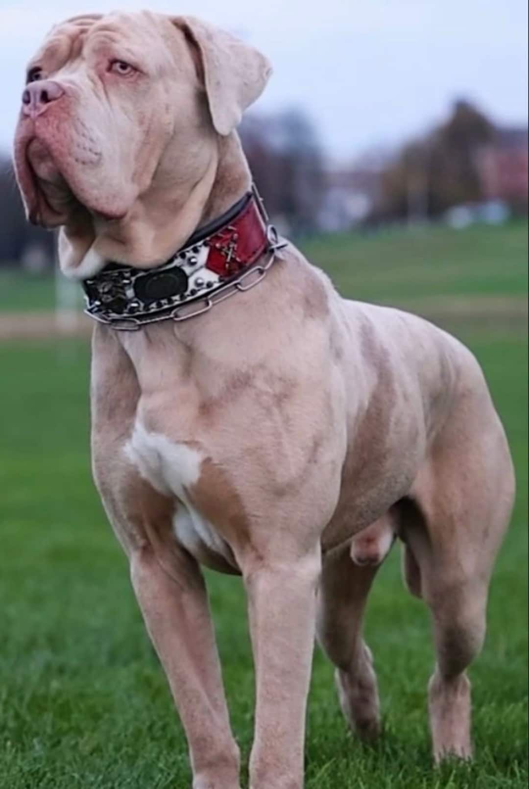 Italian Flag Leather Dog Collar With Padding for Cane Corso, Rivets ...
