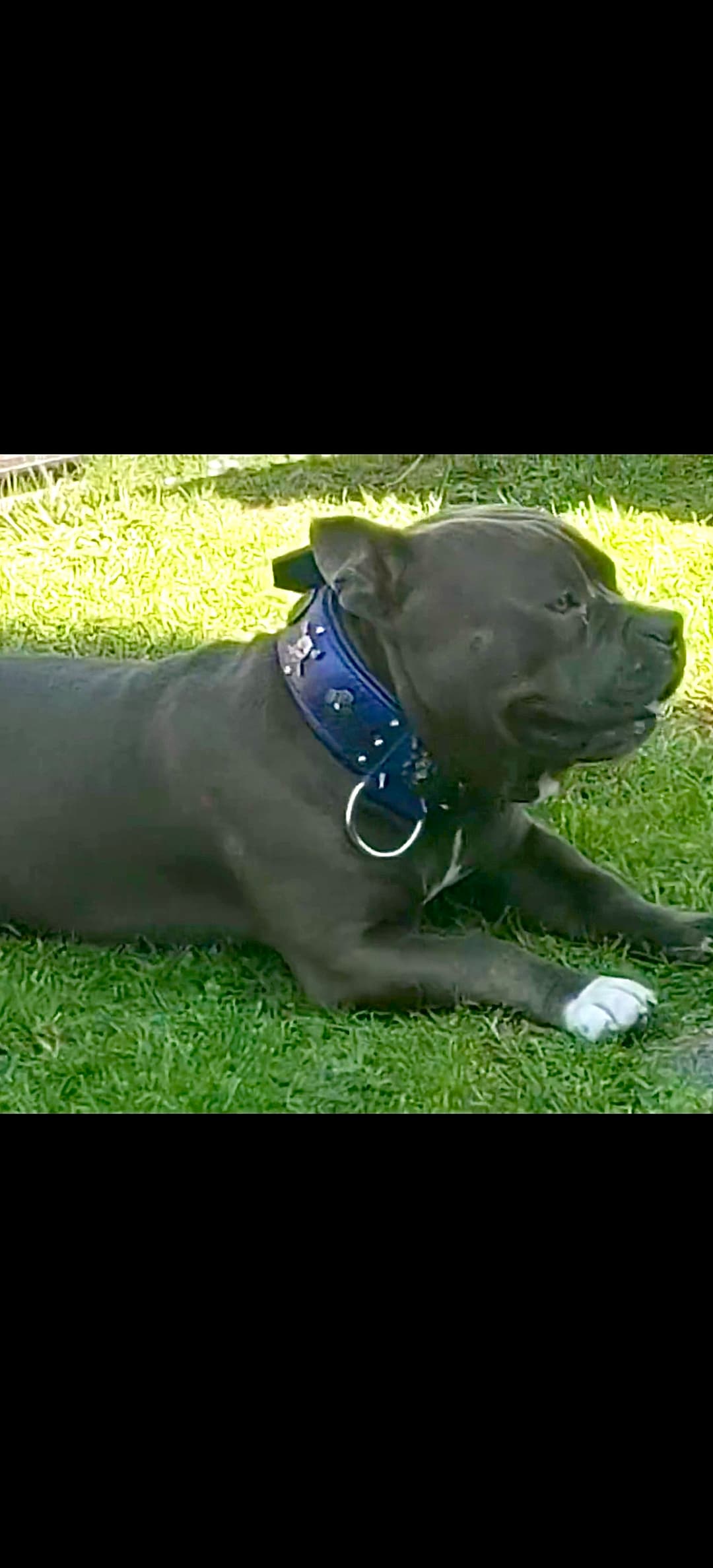 Bully Collar Blue Color, American Bully Sapphire Blue Color, 2.5" Dog ...