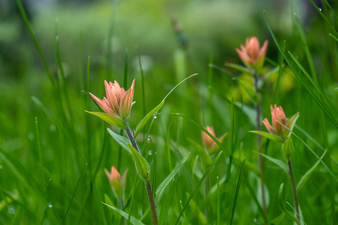 Prairie Fire Digital Download Nature Photography Printable Wall & Home ...