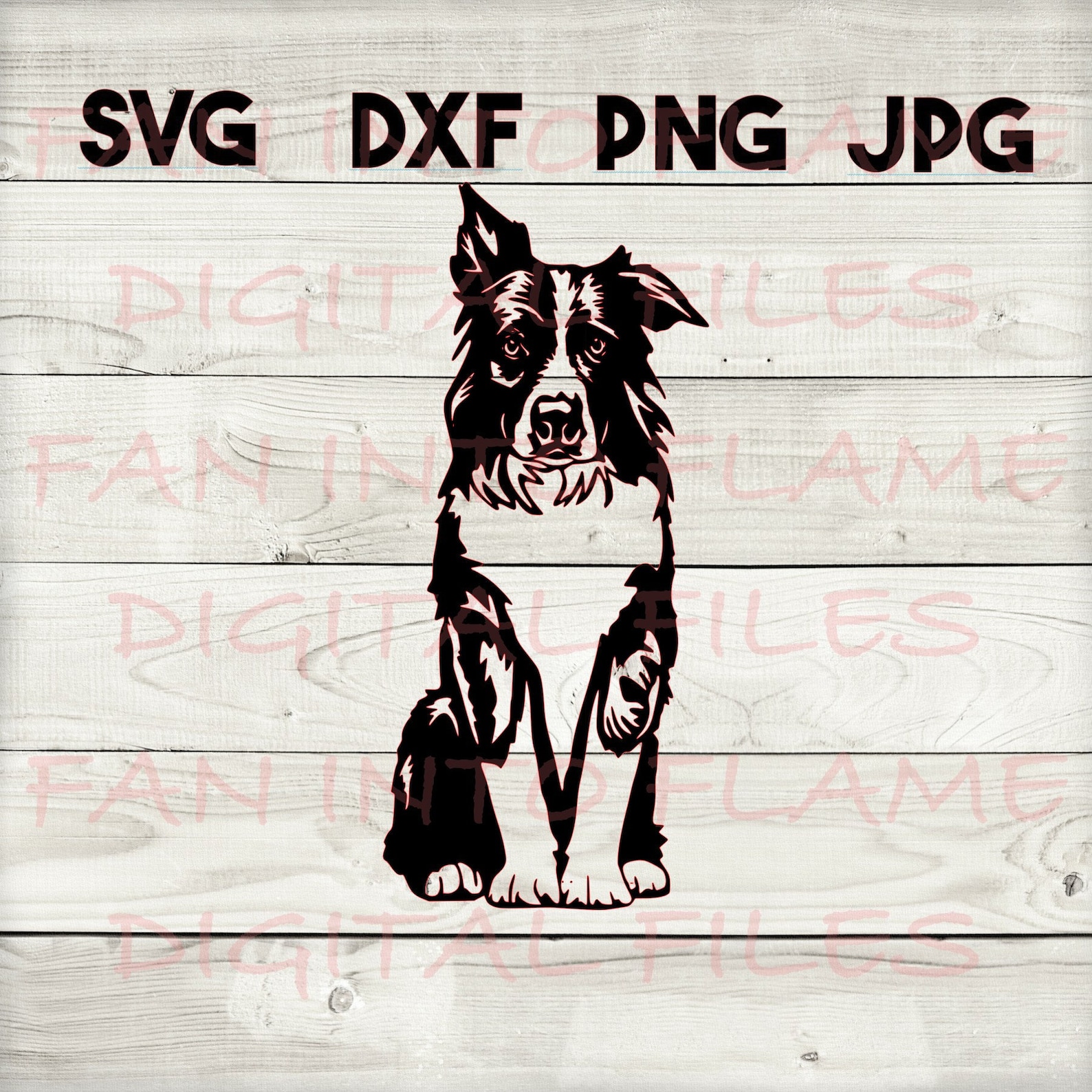 Border Collie SVG, DXF, Png, Jpg, Digital Download, Silhouette, Cricut ...