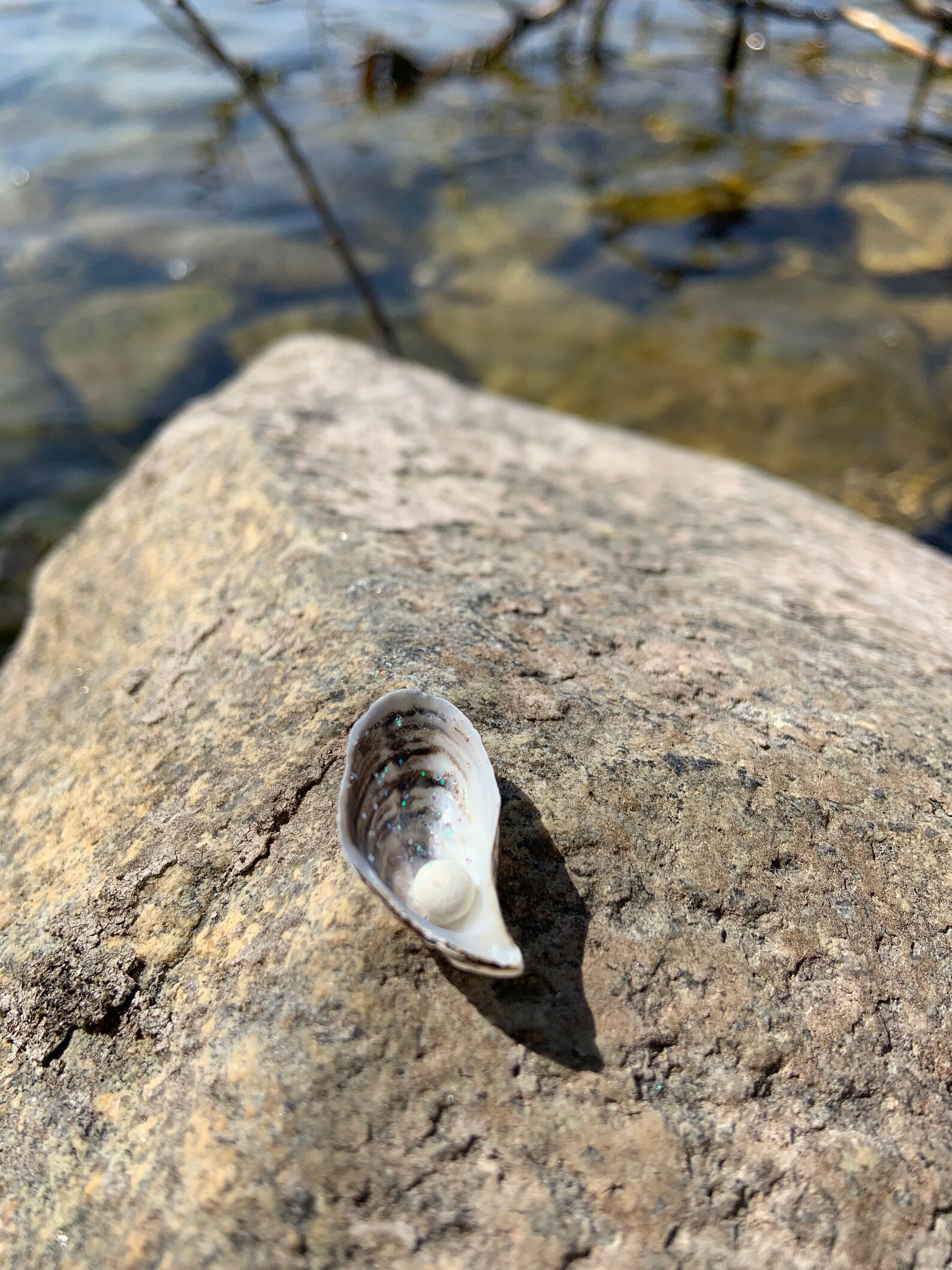 Aphrodites lucky Pearl Seashell | Etsy