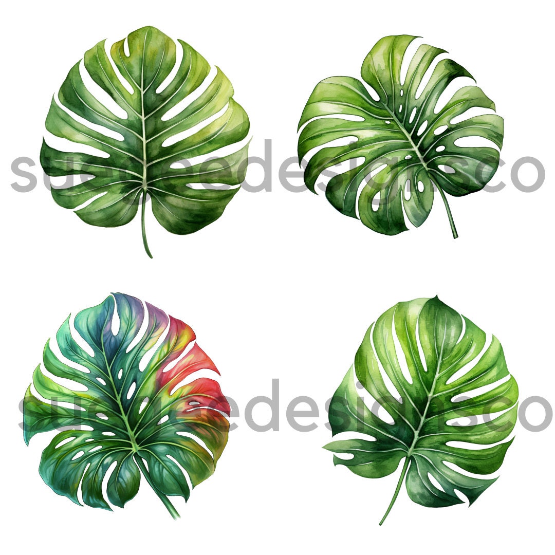 Watercolor Monstera Leaf Clipart, Clipart Bundle,monstera Plant ...