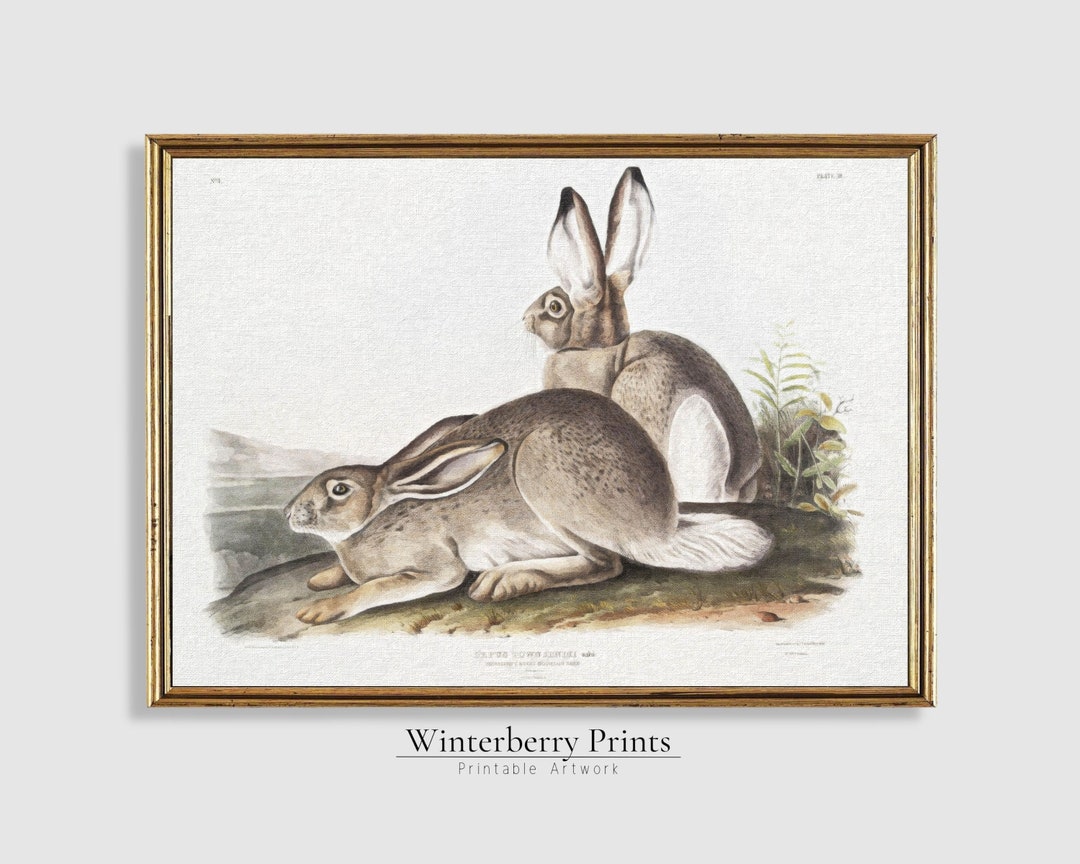 Vintage Rabbit Painting-vintage Easter Prints-antique Farmhouse Wall ...