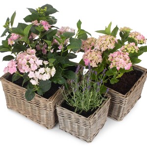 Square Wicker Planters Baskets for Indoor or Outdoor Use - Etsy