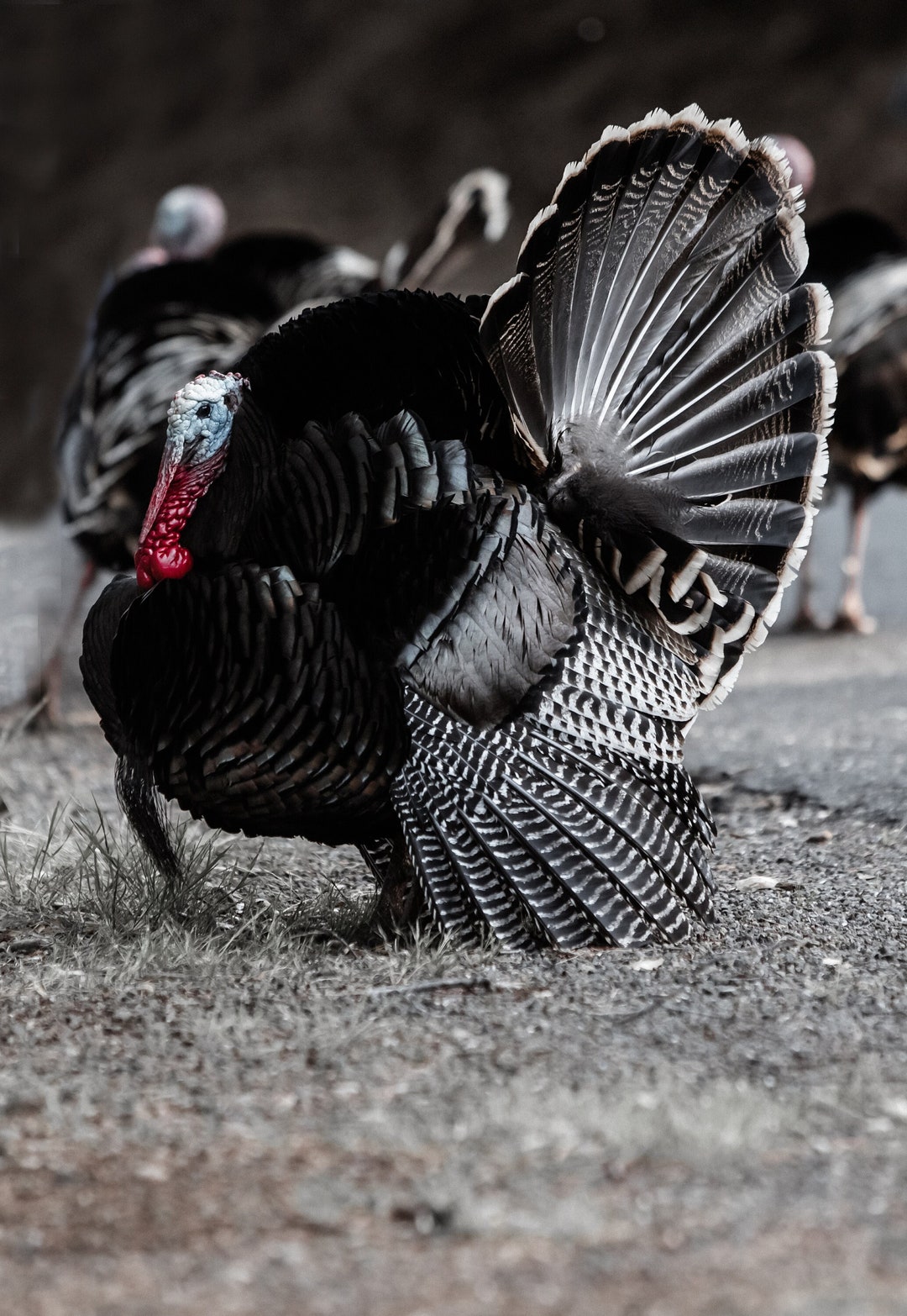 Wild Turkey Photography Print: Lake County Fine Art - Etsy