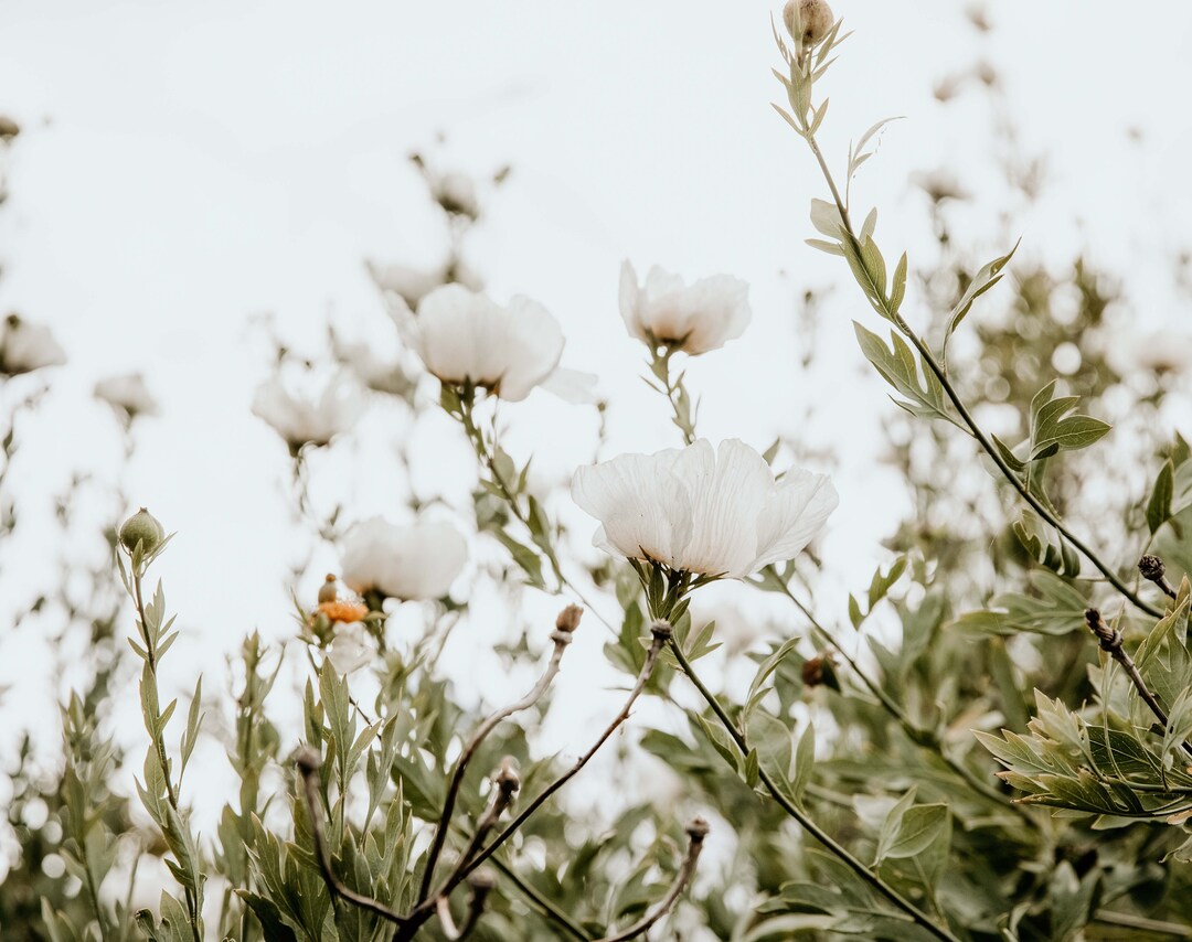 Flower Photography "paper Flowers" - Etsy