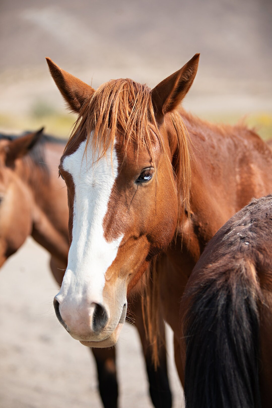 Wild Mustang Photography Print - Nevada Horse Portrait - Etsy