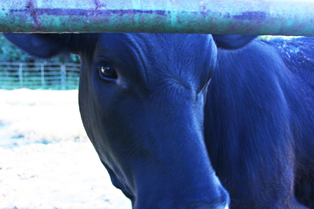Cow Photography "blue Cow" - Etsy