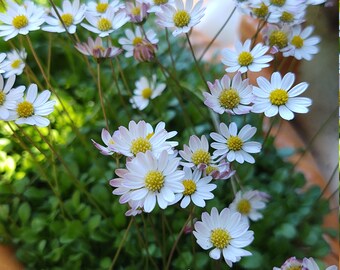 Painted Daisy Plant | Etsy