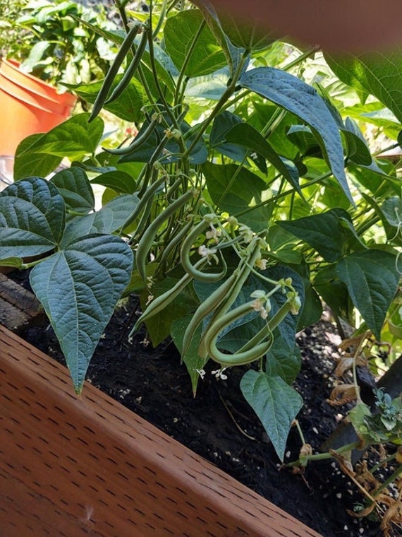 String Beans Plant