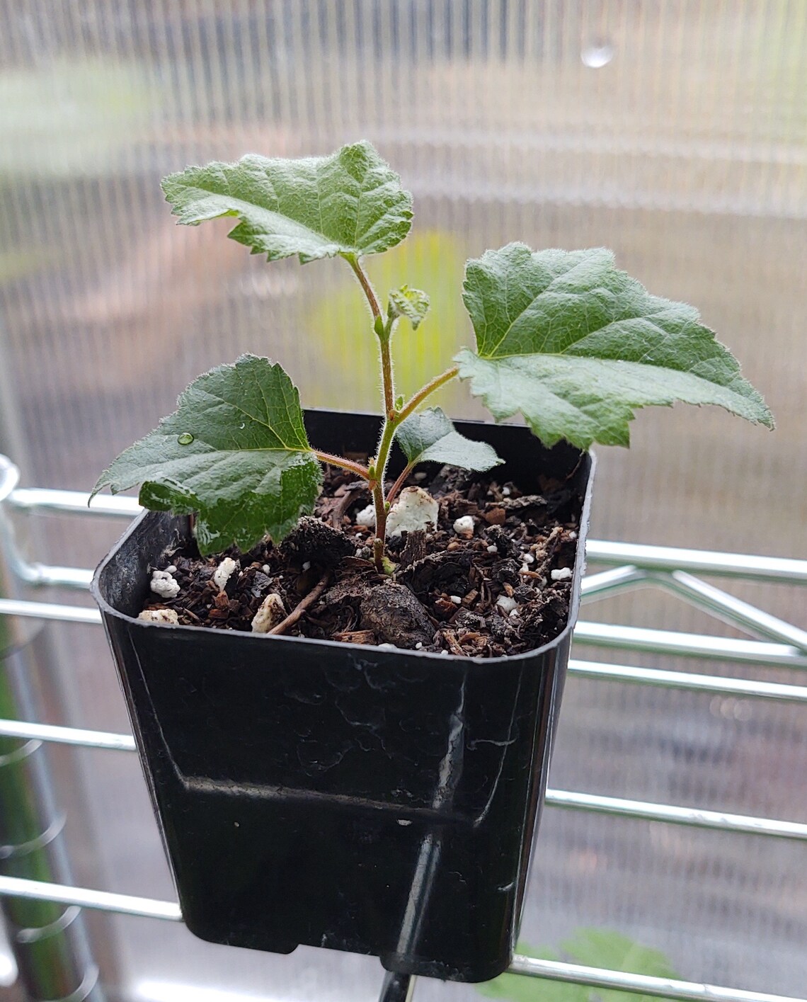 White Birch Tree live Sapling 2 Inch Pot - Etsy