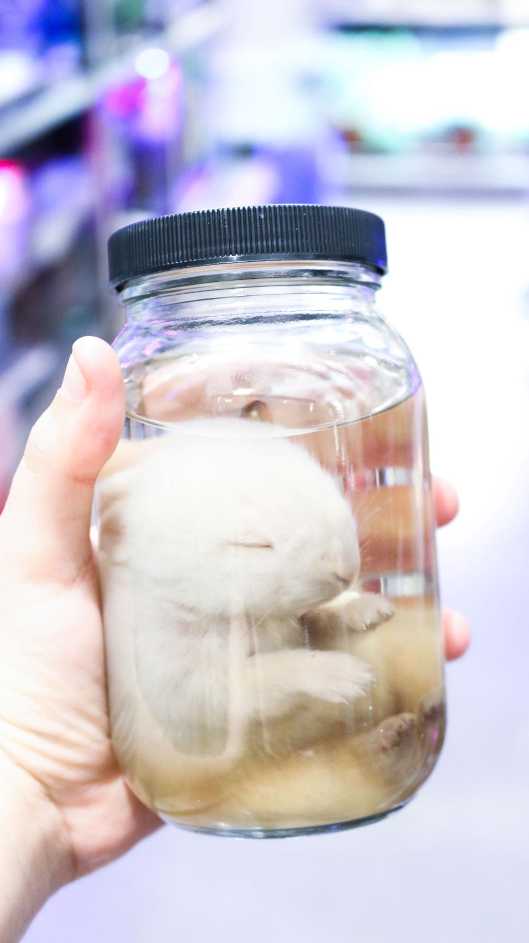 Large Baby Bunny Wet Specimen Formalin Fixed jar Included - Etsy