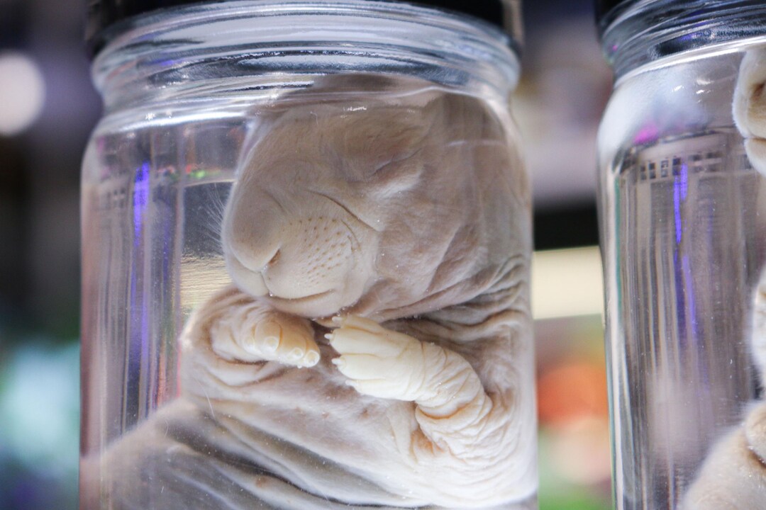 Fetal Bunny Wet Specimens Formalin Fixed jar Included - Etsy