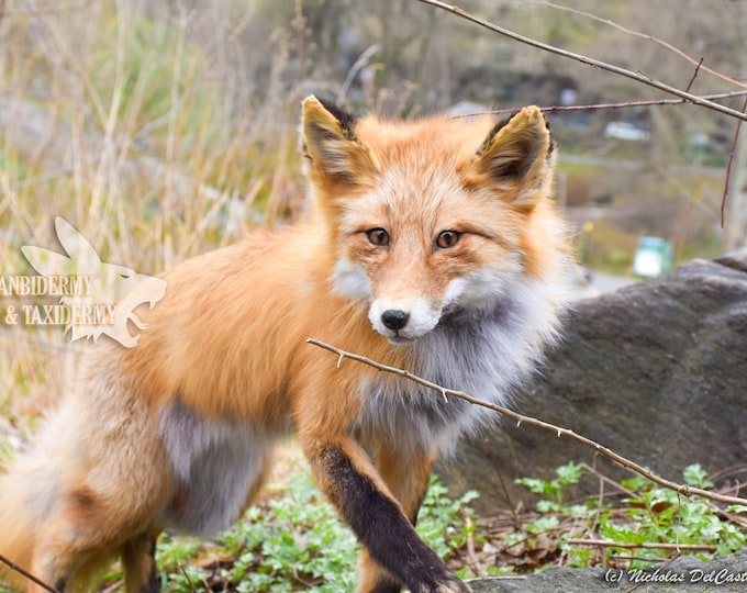 Fully Poseable Taxidermy Soft Mount Wild Red Fox "sienna" - Etsy