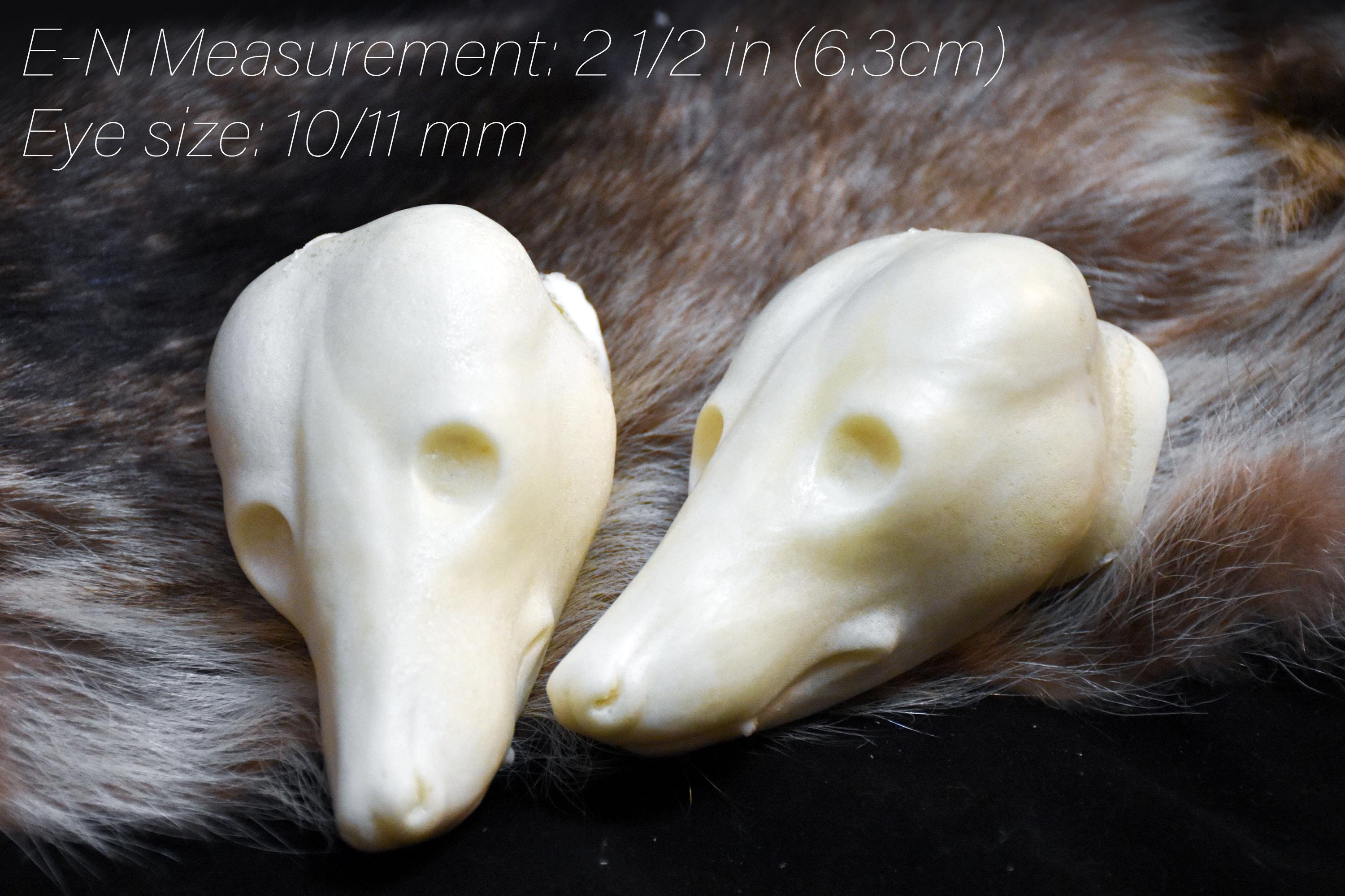 Opossum Change-out Head Form for Softmounts or Traditional Taxidermy ...