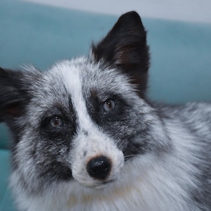 Red Fox + Ranch Fox Change-out Head Form for Softmounts or Traditional ...