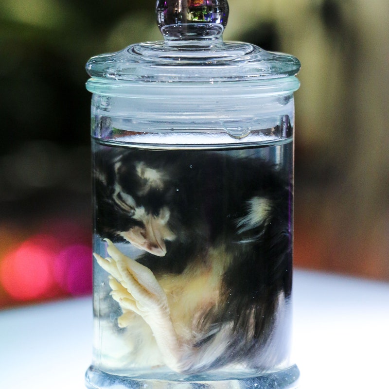 Specimen Jar - Etsy