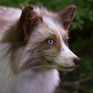 Red Fox + Ranch Fox Change-out Head Form for Softmounts or Traditional ...