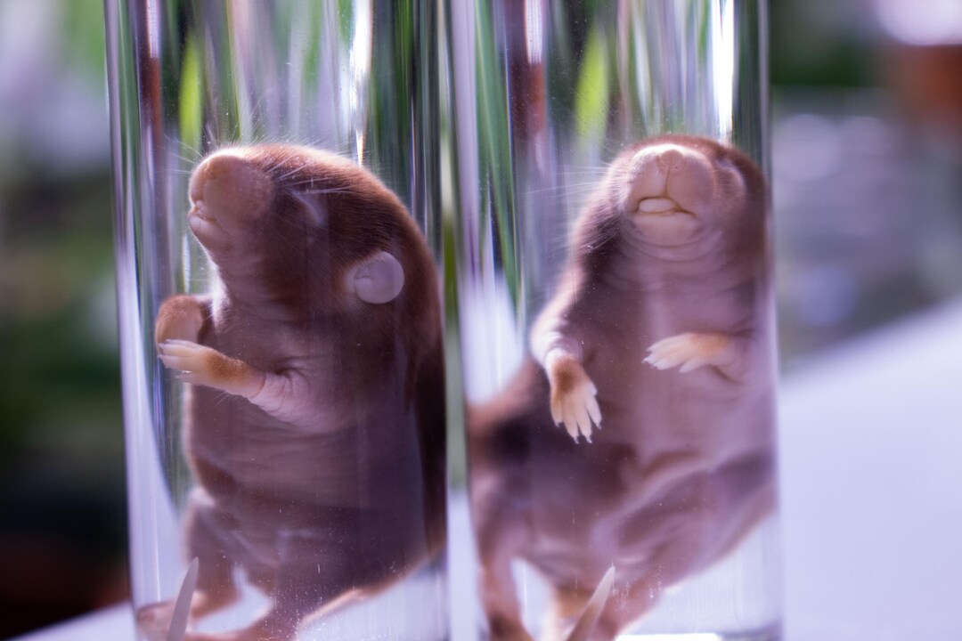Adorable Baby Rat Wet Specimens Formalin Fixed vial Included - Etsy