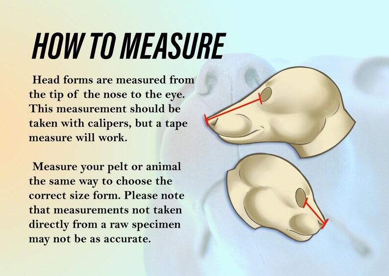 Coyote Change-out Head Form for Softmounts or Traditional Taxidermy ...
