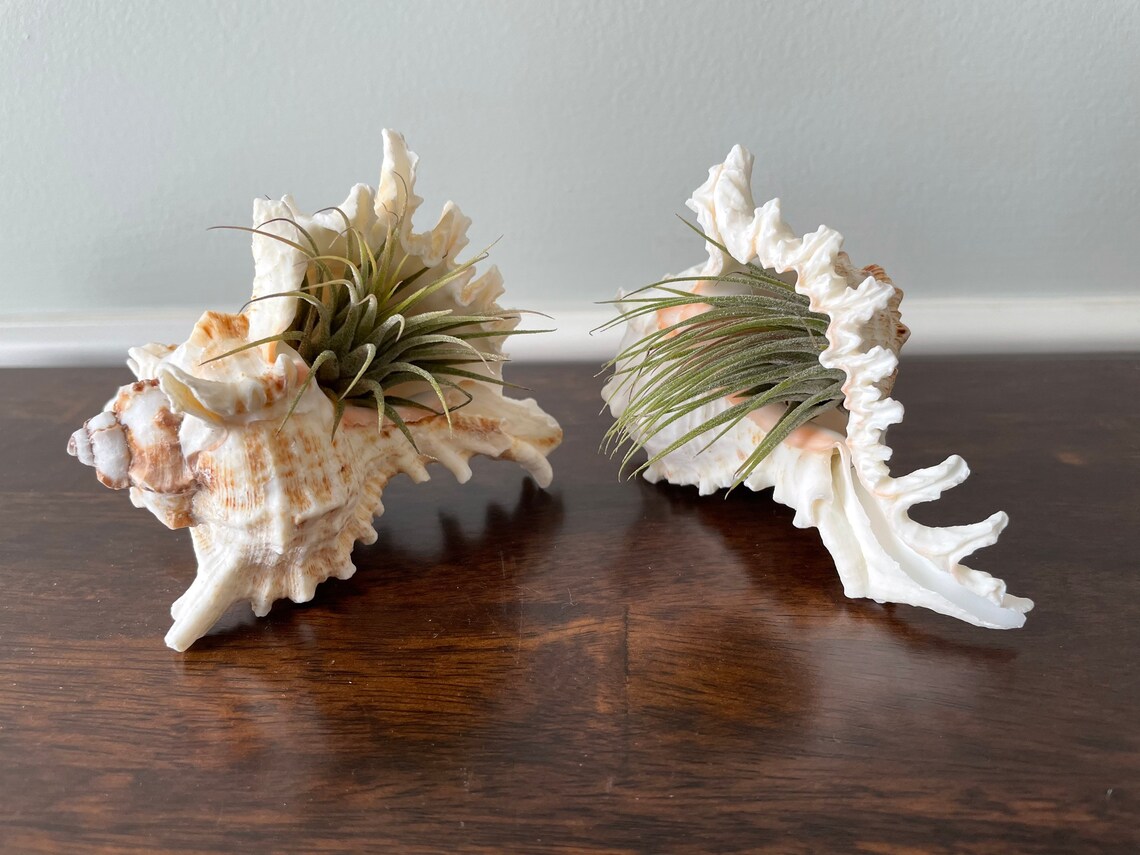 Natural Conch Shell Air Plant Display Kit, Beach Decor - Etsy