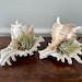 Natural Conch Shell Air Plant Display Kit, Beach Decor - Etsy