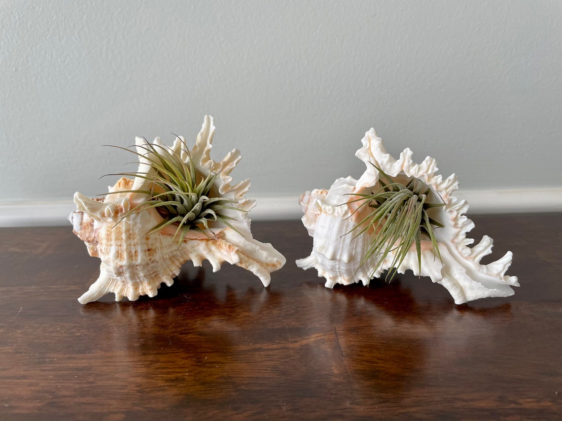 Natural Conch Shell Air Plant Display Kit, Beach Decor - Etsy