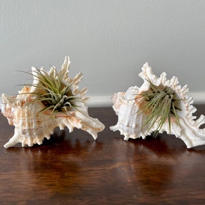 Natural Conch Shell Air Plant Display Kit, Beach Decor - Etsy