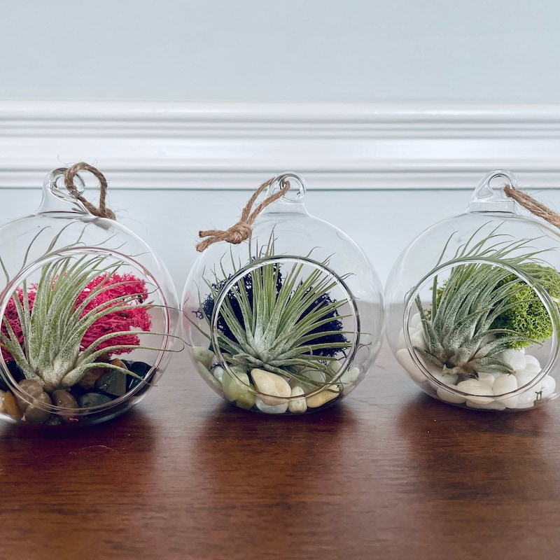 Terrarium Kit - Etsy