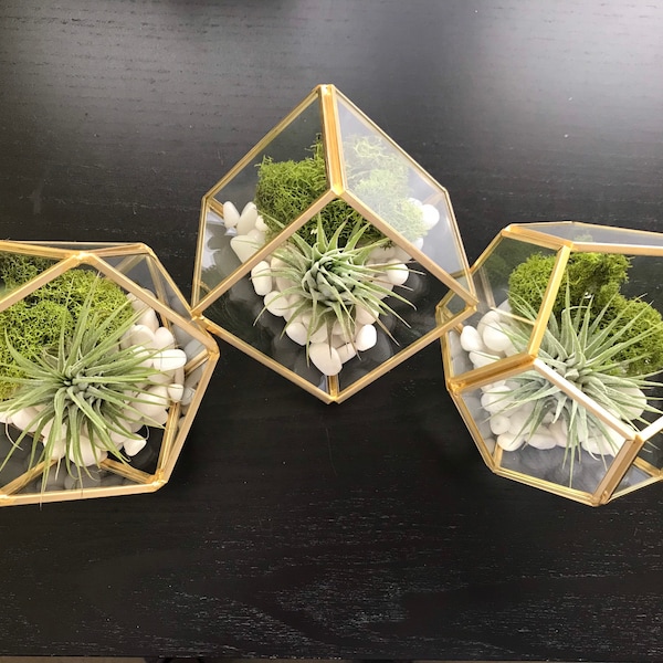 Modern Terrarium - Etsy